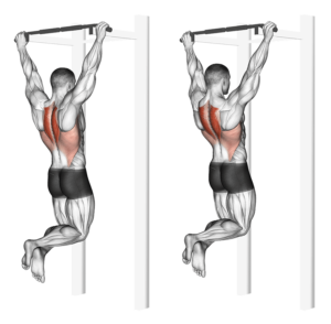 Les tractions pronation, l'exercice pour un dos musclé et fort