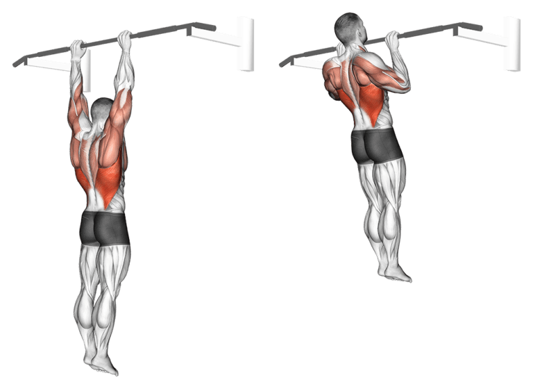 Les tractions pronation, l'exercice pour un dos musclé et fort