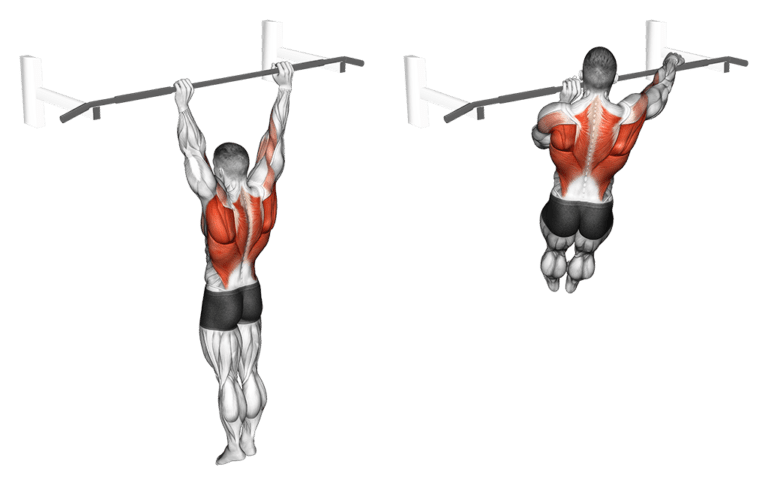 Les tractions pronation, l'exercice pour un dos musclé et fort