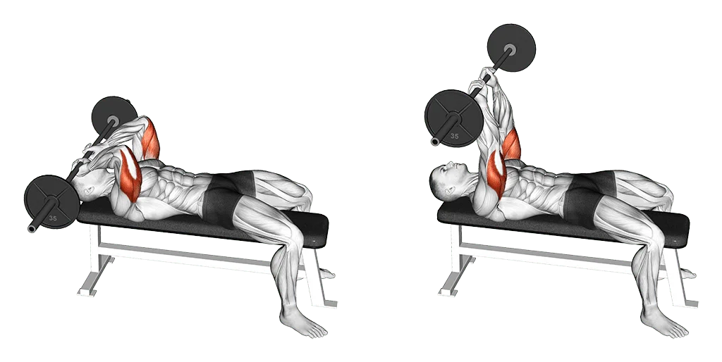 Les meilleurs Exercices Triceps avec et sans matériel