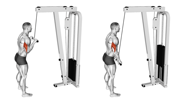 Extension triceps à la poulie haute : Exécution et Variantes