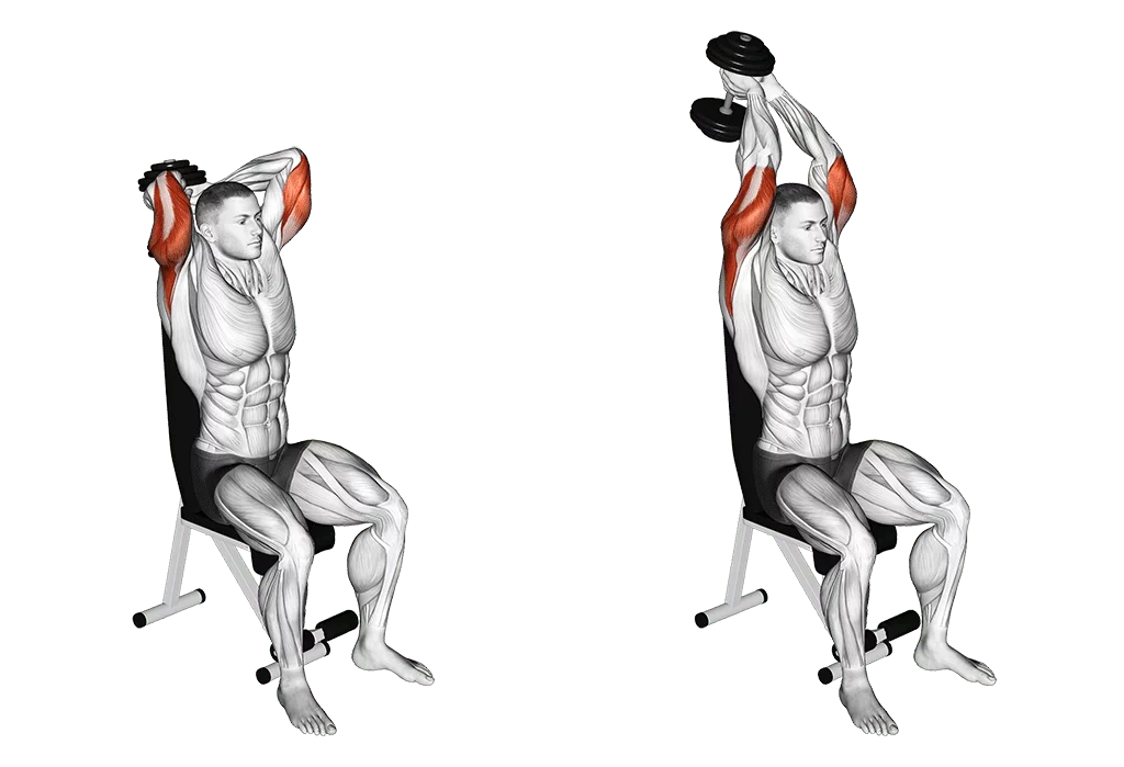 Les meilleurs Exercices Triceps avec et sans matériel