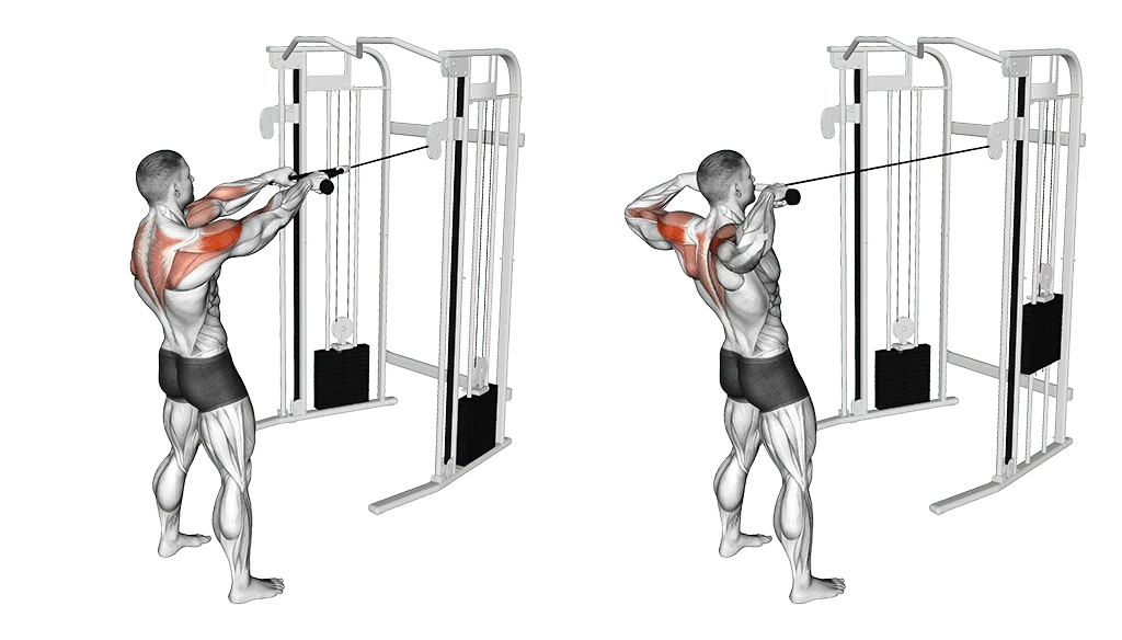 Face Pull : Un exercice pour des épaules saines et musclées